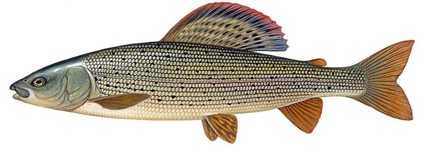 Die Äsche - ARGE Ahr e.V.